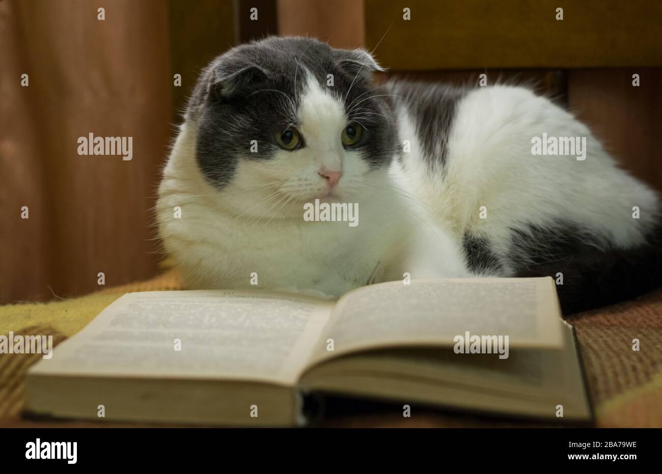 Cat read a book in the bed Stock Photo - Alamy
