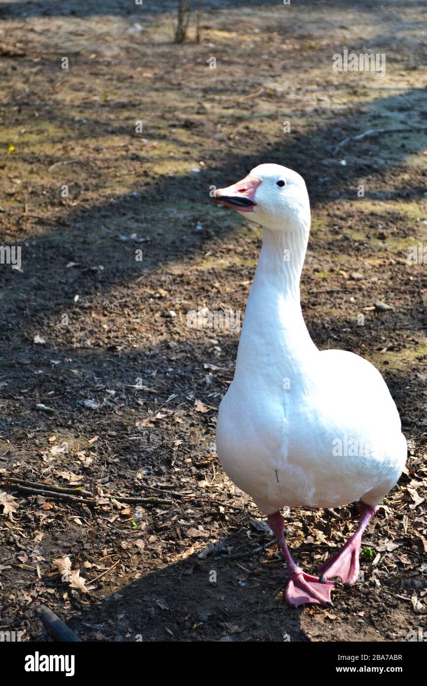 Front view of white goose walking on the ground Stock Photo - Alamy