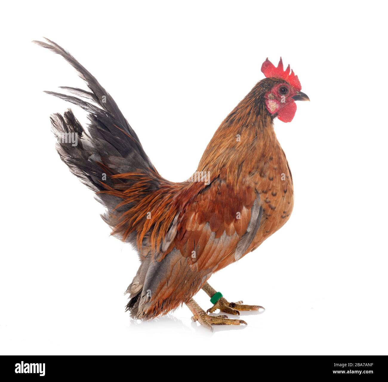 Malaysian Serama in front of white background Stock Photo - Alamy