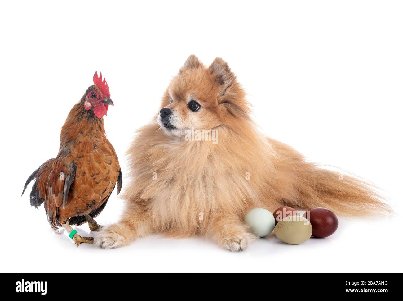 spitz and chicken in front of white background Stock Photo - Alamy