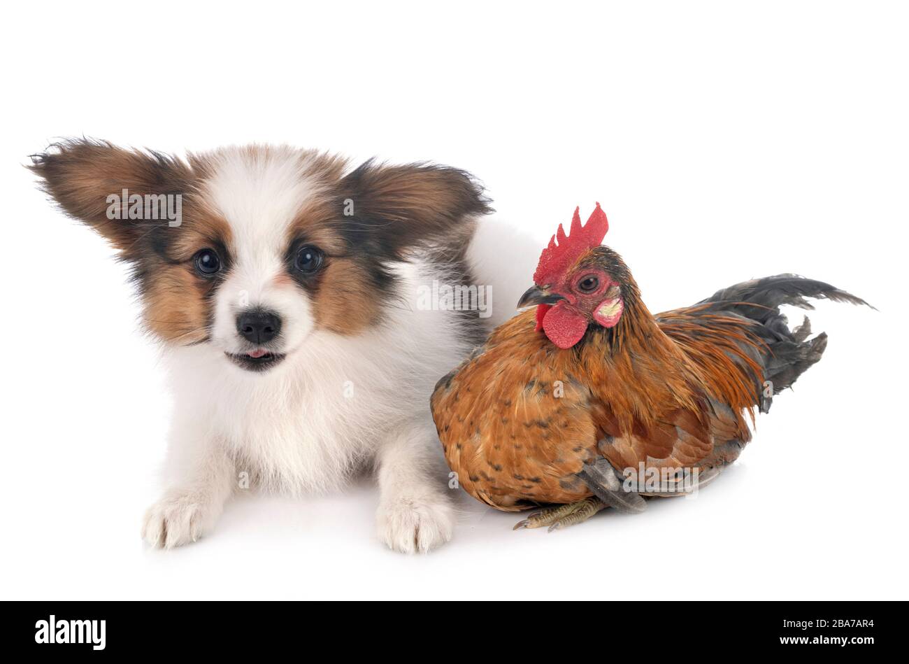 puppy papillon dog and chicken in front of white background Stock Photo ...