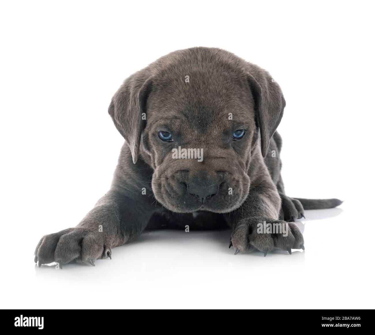 White Tibetan Mastiff Angry