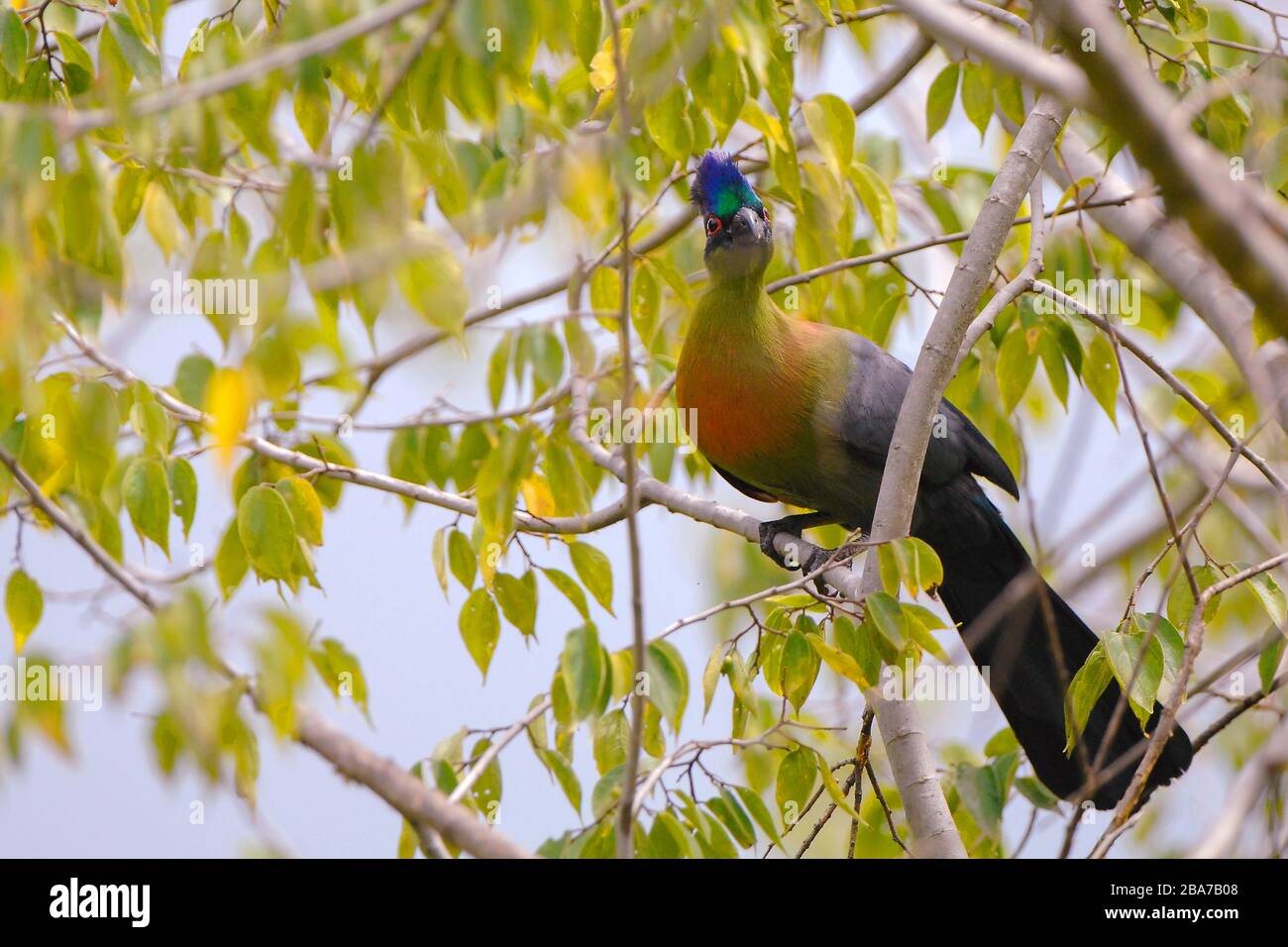 A Purple-crested Turaco Tauraco porphyreolophus seen in a tree in ...