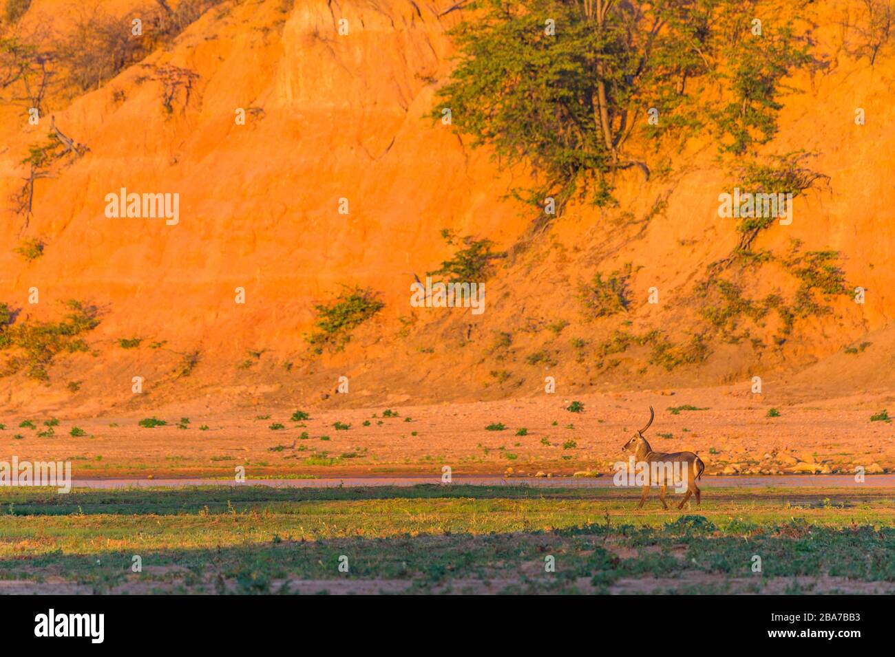 The colourful orange Chilojo cliffs seen in Zimbabwe's Gonarezhou ...