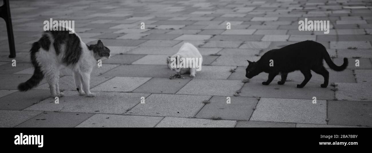 Cats israel hi-res stock photography and images - Alamy