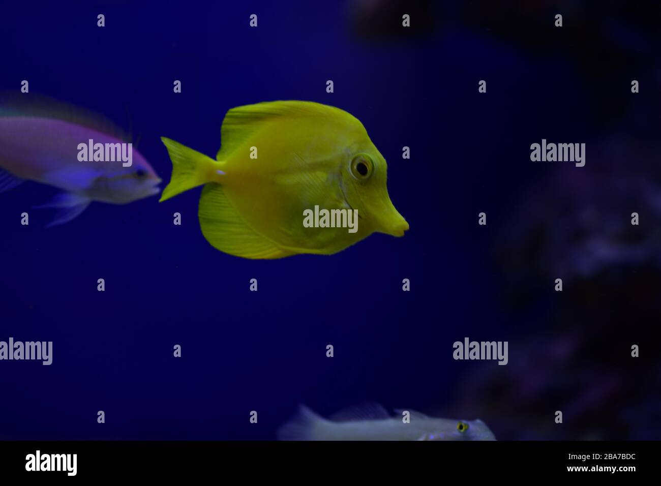 The yellow tang (Zebrasoma flavescens), salt water yellow aquarium fish ...