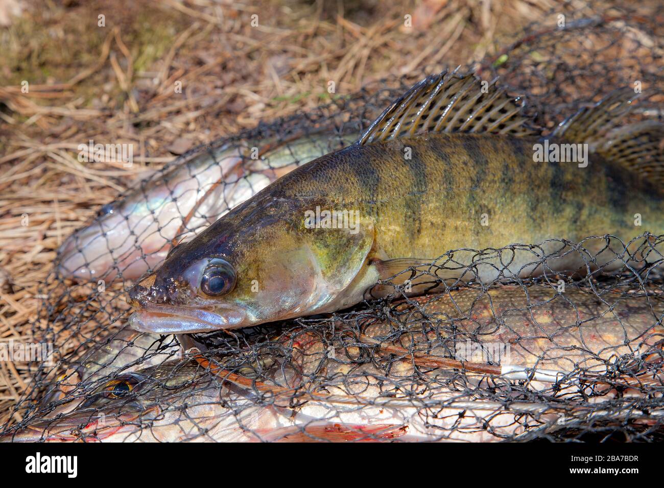 Fishing concept, trophy catch - big freshwater zander fish know as ...