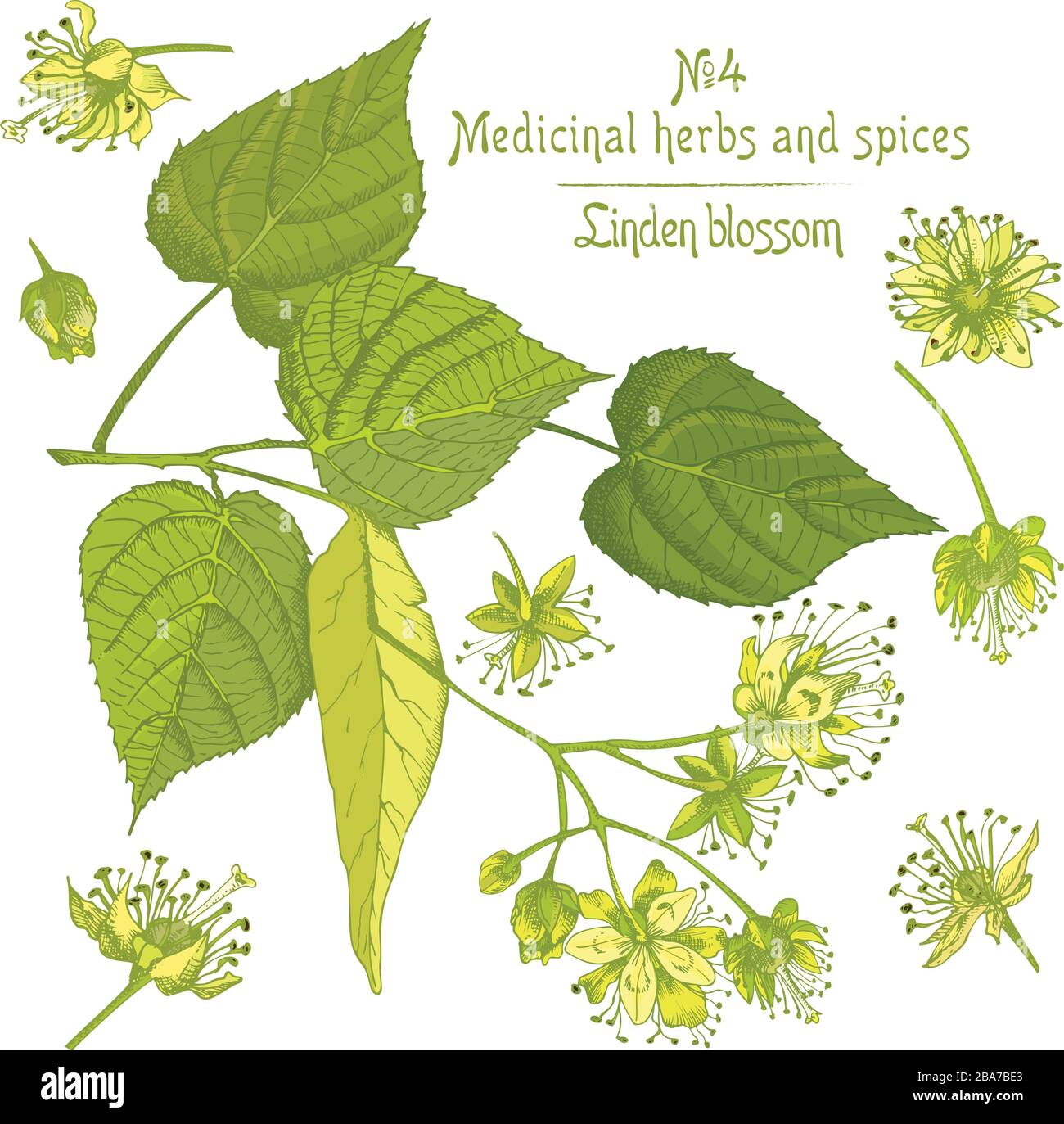 Linden seed Stock Vector Images - Alamy