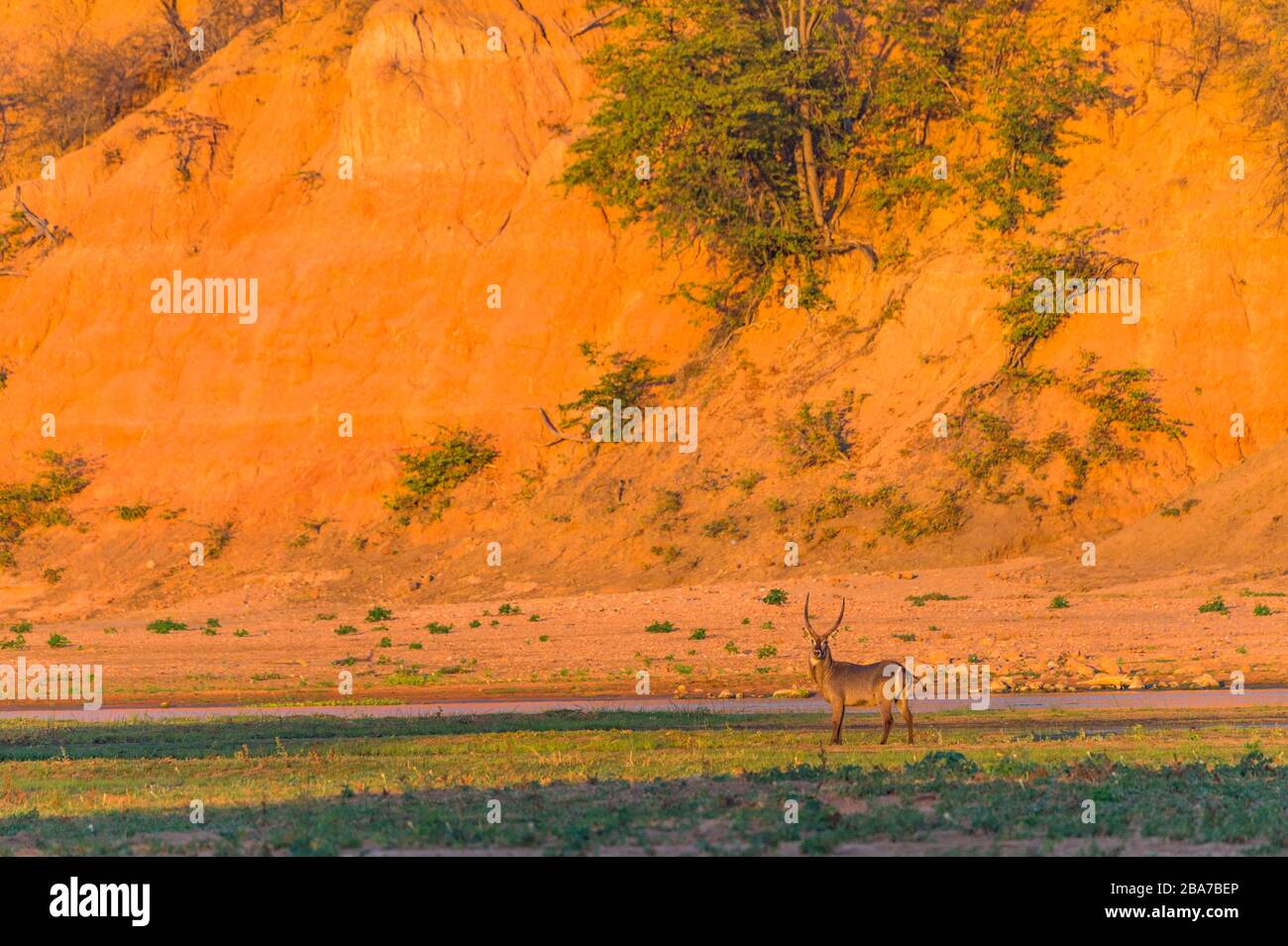 The colourful orange Chilojo cliffs seen in Zimbabwe's Gonarezhou ...
