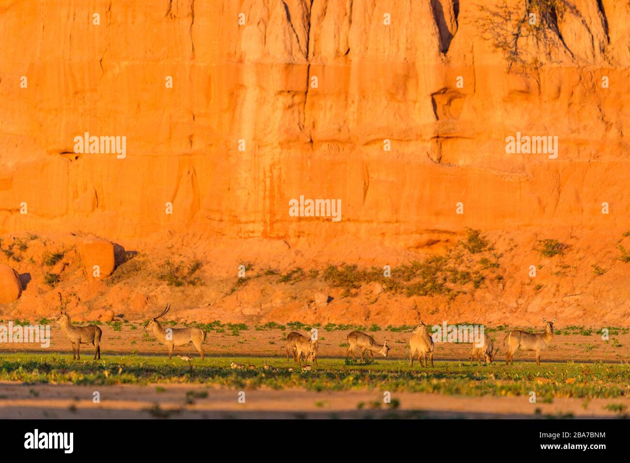 The colourful orange Chilojo cliffs seen in Zimbabwe's Gonarezhou ...