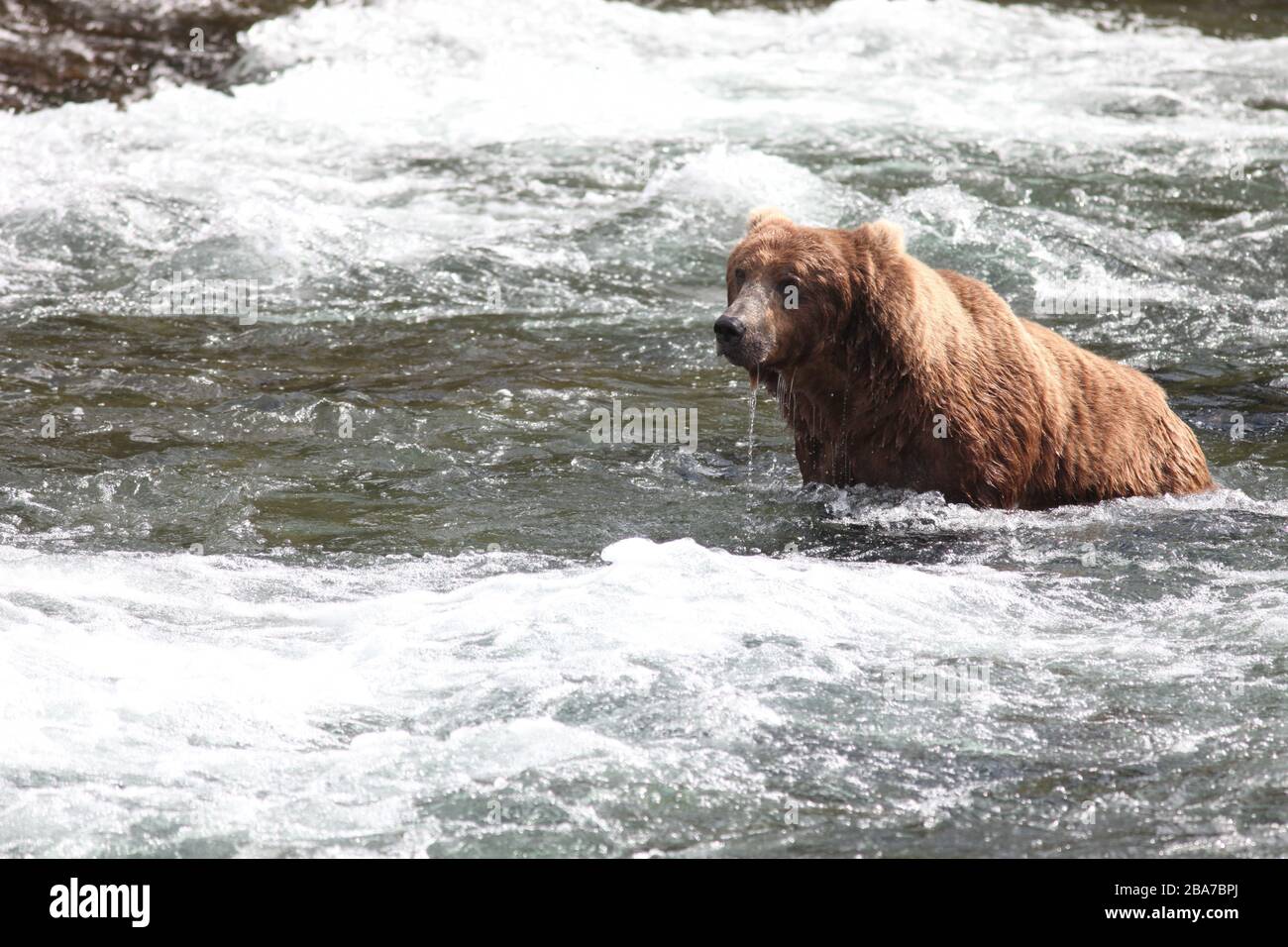 Brown bear catching a fish in the river in Alaska Stock Photo - Alamy