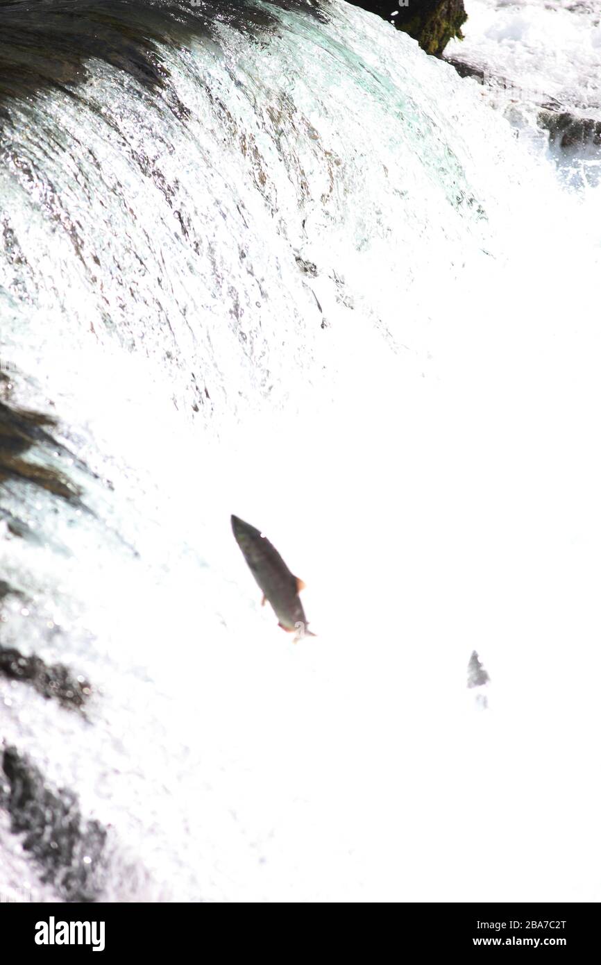 Fish leaping up a waterfall in Alaska Stock Photo - Alamy