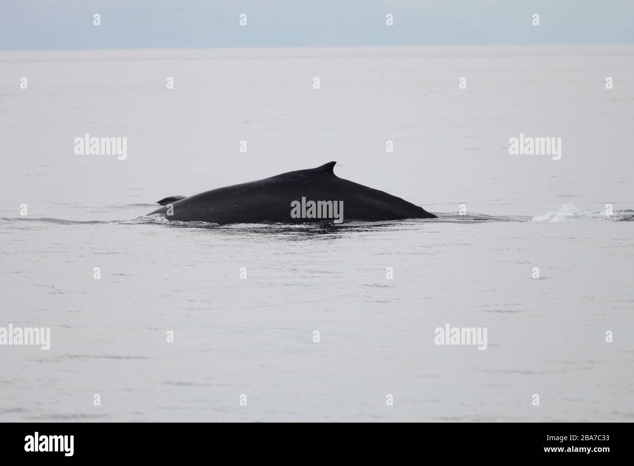Humpback whale back swimming in the sea in Alaska Stock Photo - Alamy