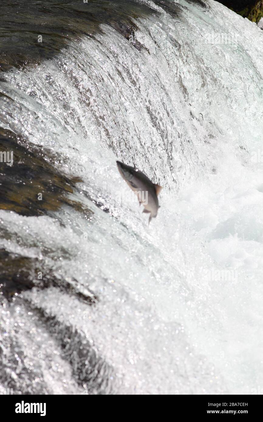 Fish leaping up a waterfall in Alaska Stock Photo - Alamy