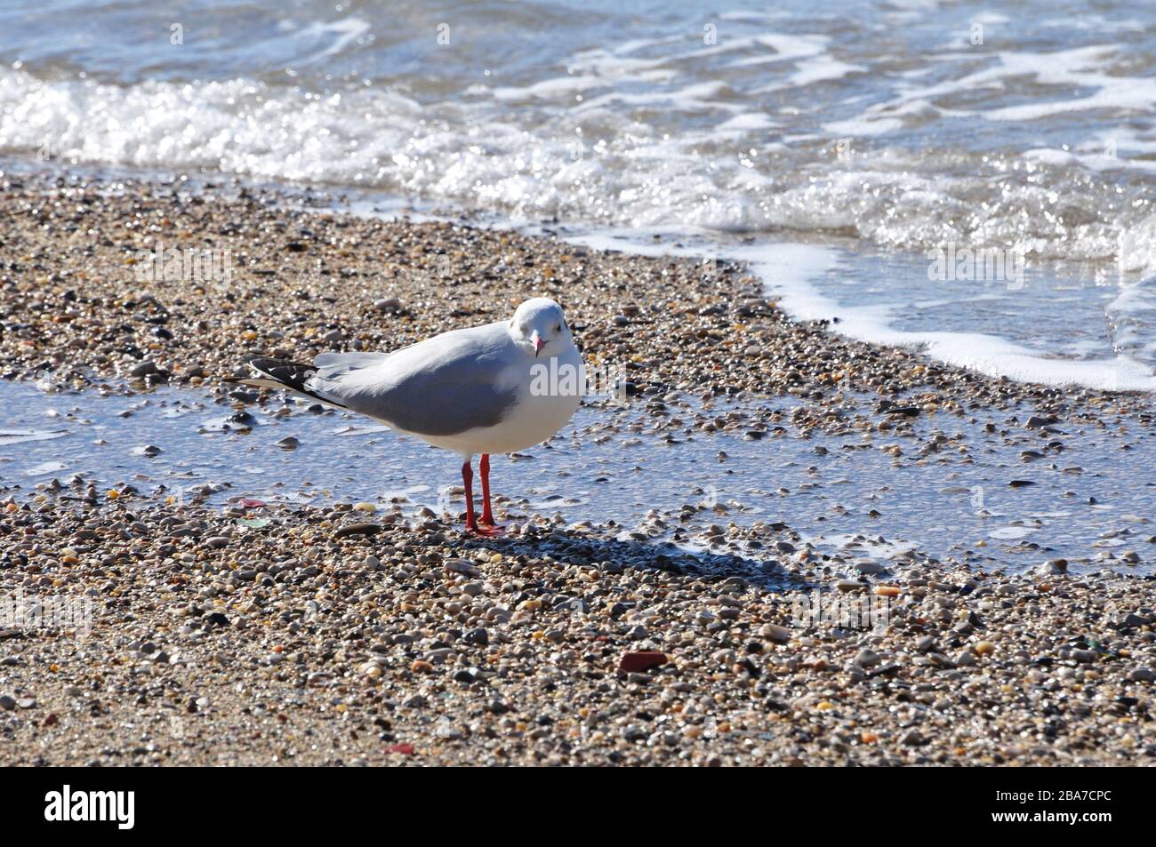 Toulon france mourillon hi-res stock photography and images - Alamy