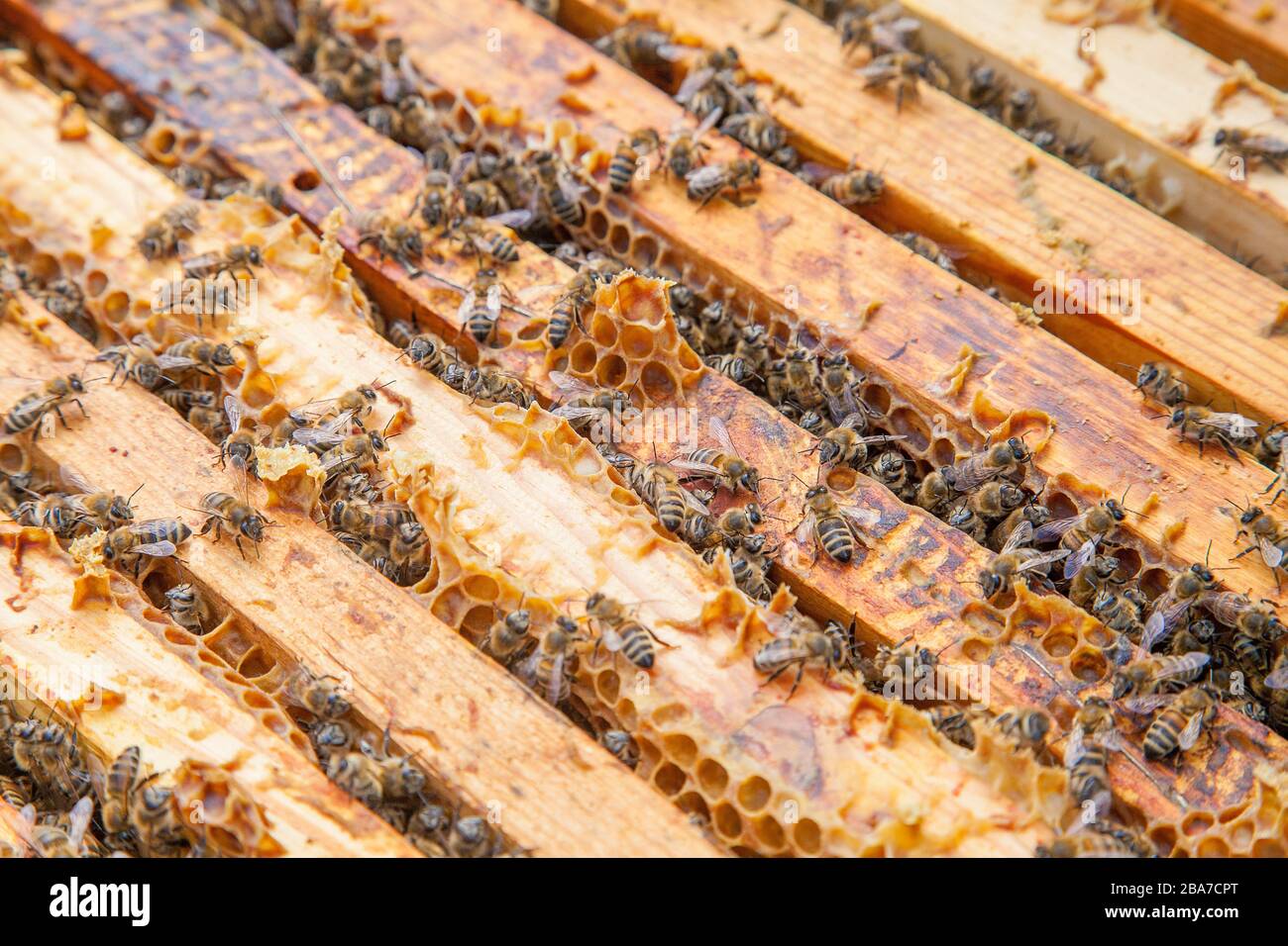 Frames of a beehive. Close up view of the opened hive body showing the ...