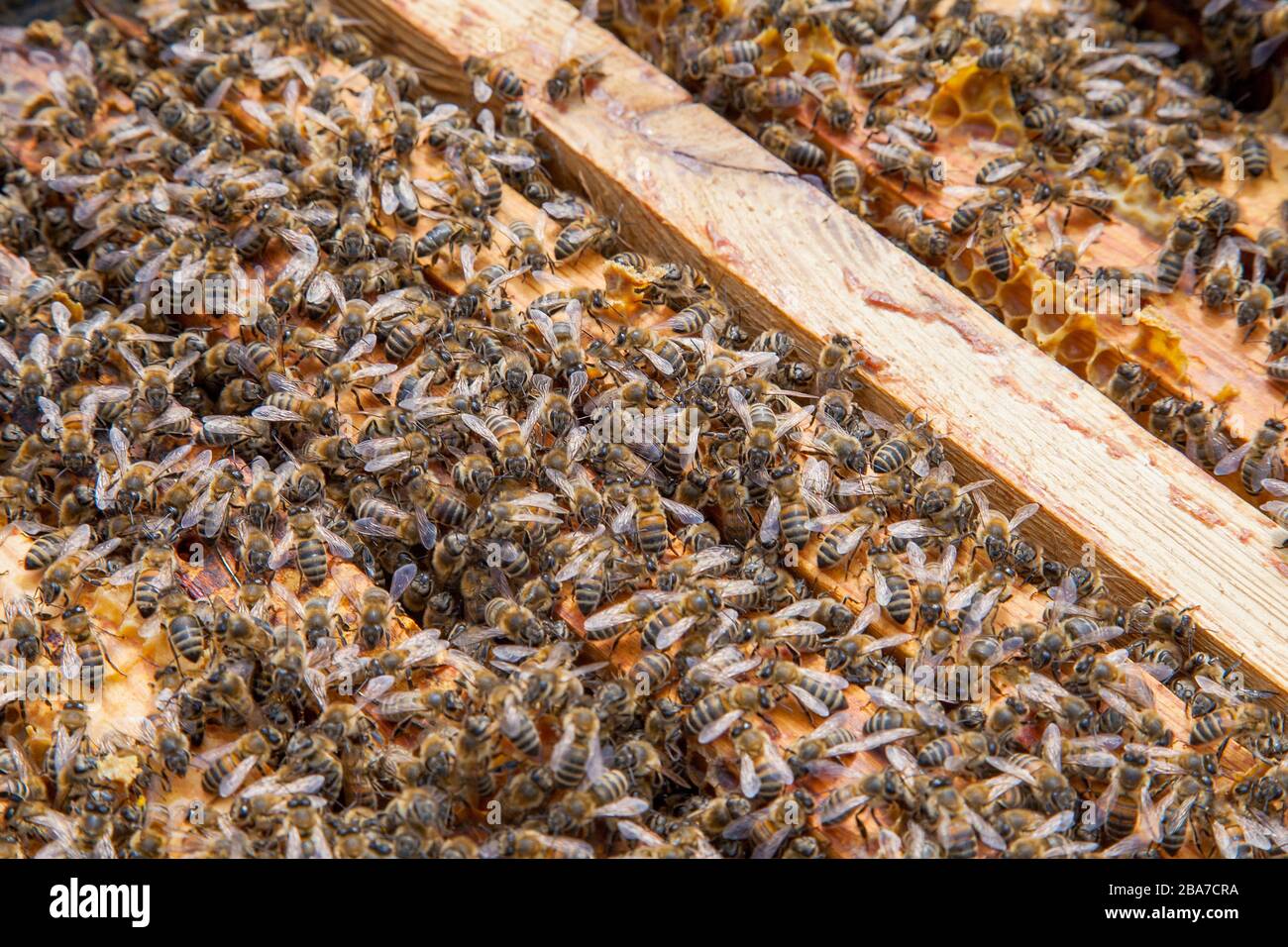 Frames of a beehive. Close up view of the opened hive body showing the ...