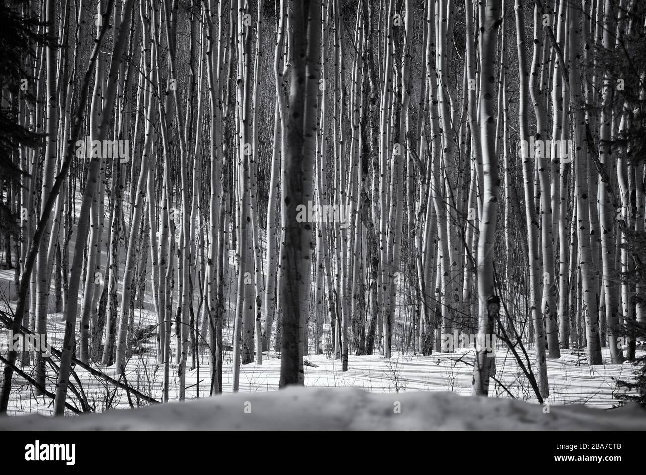 Tall aspens hi-res stock photography and images - Alamy