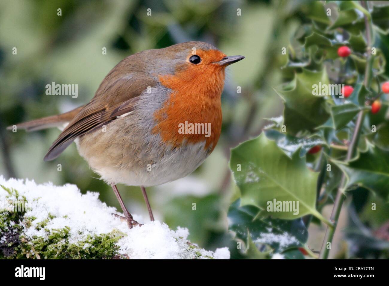 Robin in holly bush hi-res stock photography and images - Alamy