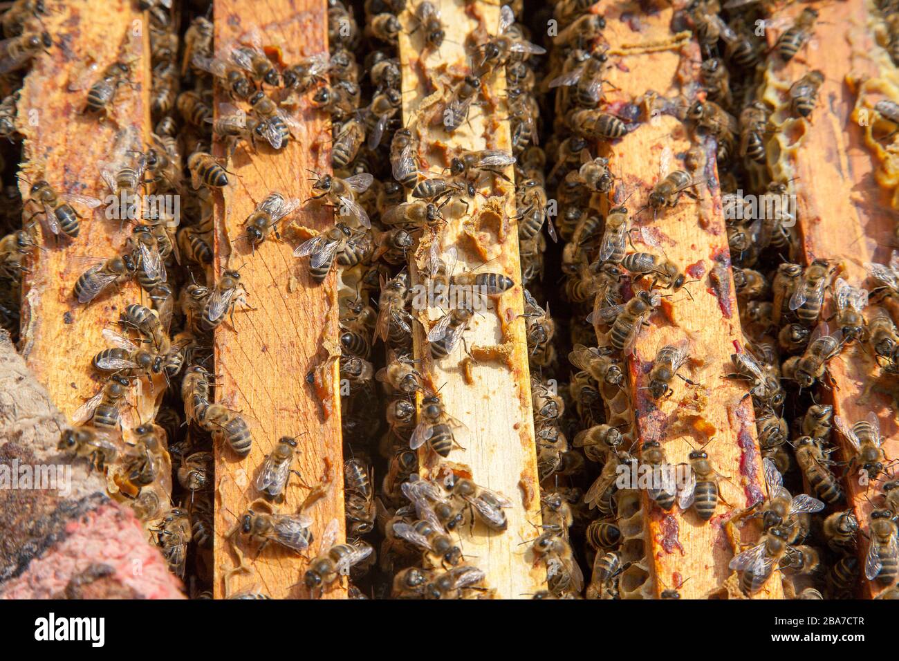 Frames of a beehive. Close up view of the opened hive body showing the ...