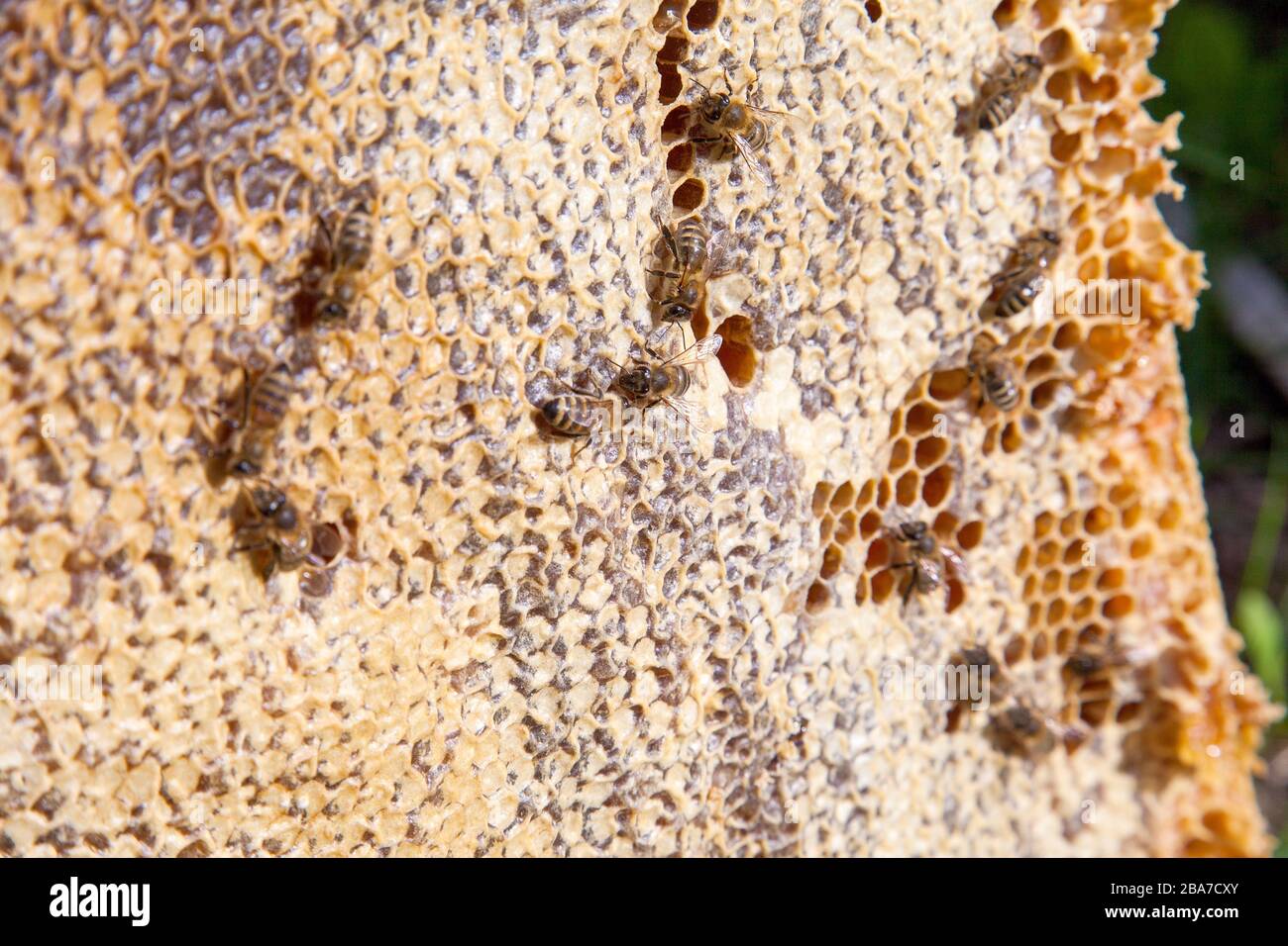 Frames of a beehive. Busy bees inside the hive with open and sealed ...