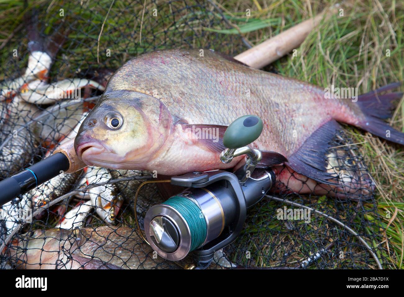 Good catch. Close up view of just taken from the water big freshwater ...