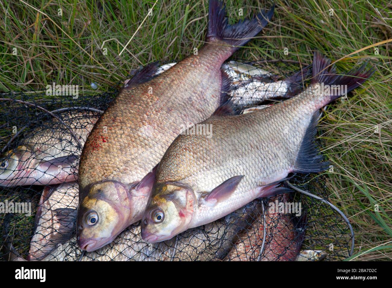 Good catch. Close up view of just taken from the water big freshwater ...
