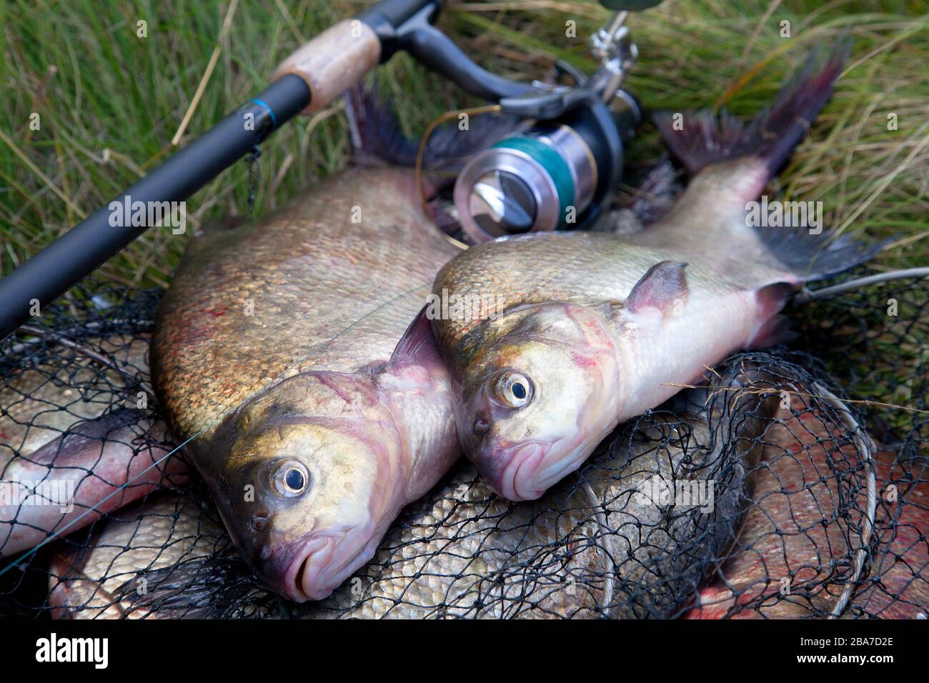 Good catch. Close up view of just taken from the water freshwater ...