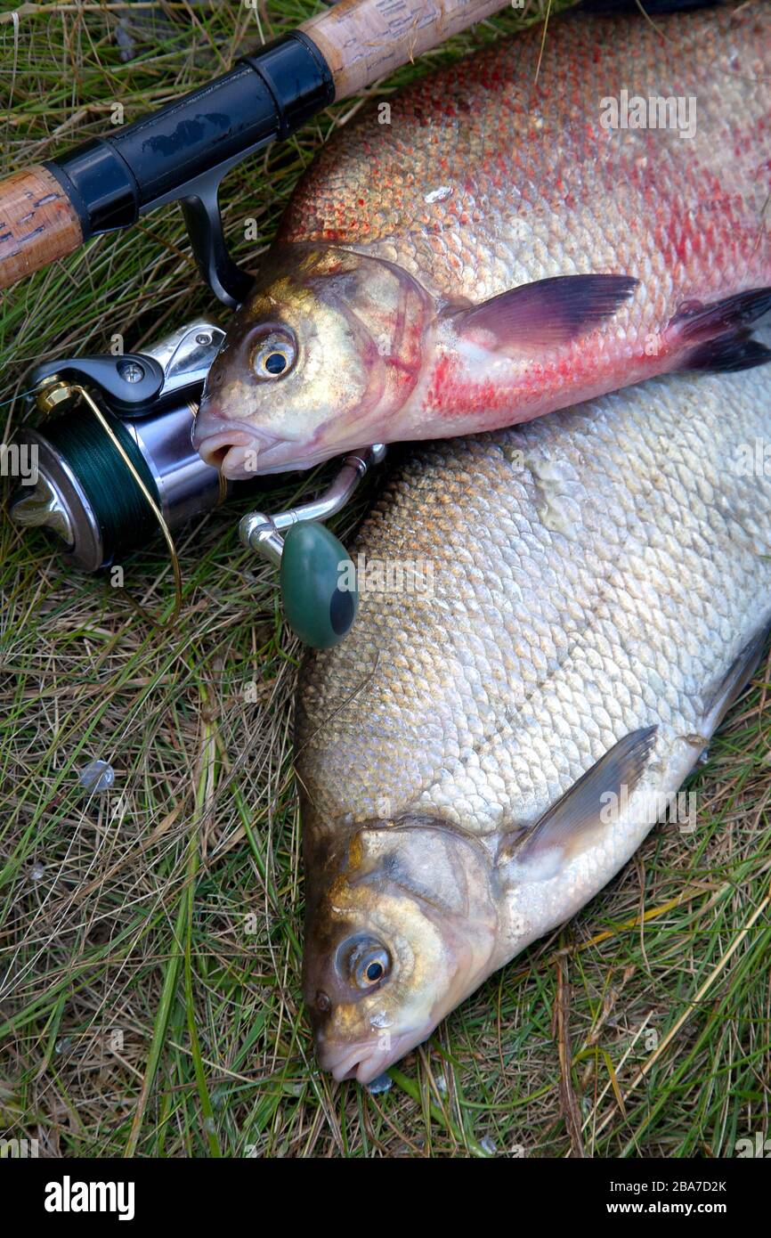Good catch. Just taken from the water big freshwater common bream known ...