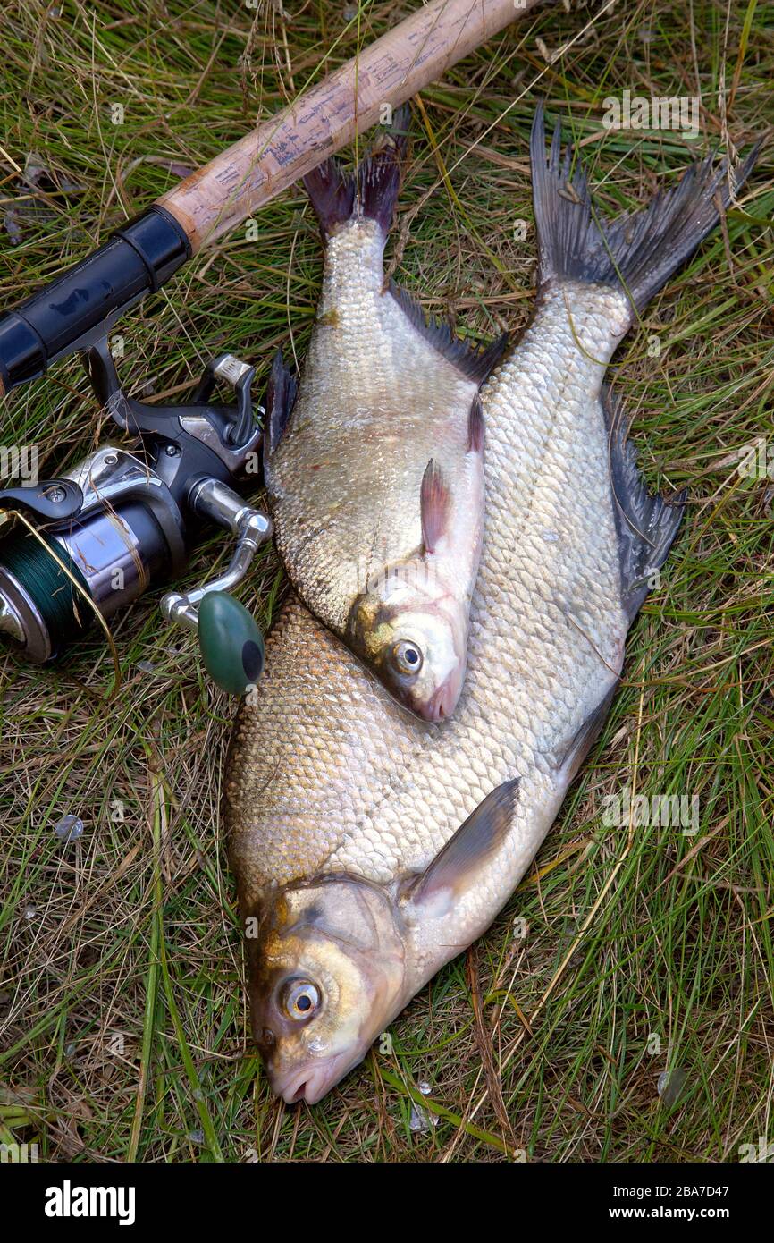 Good catch. Close up view of just taken from the water freshwater ...