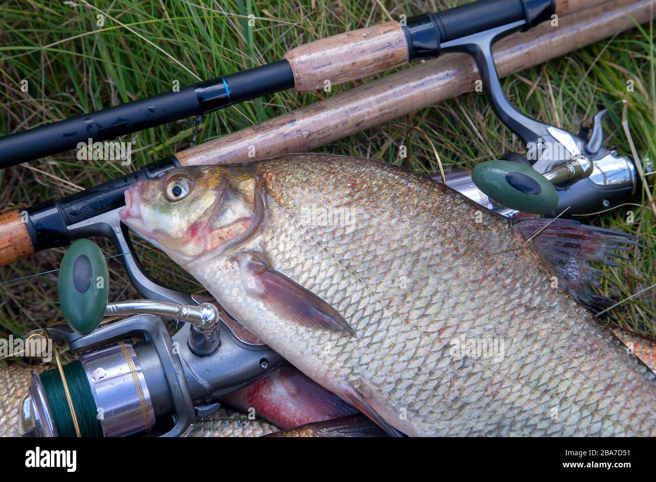 Good catch. Close up view of just taken from the water big freshwater ...