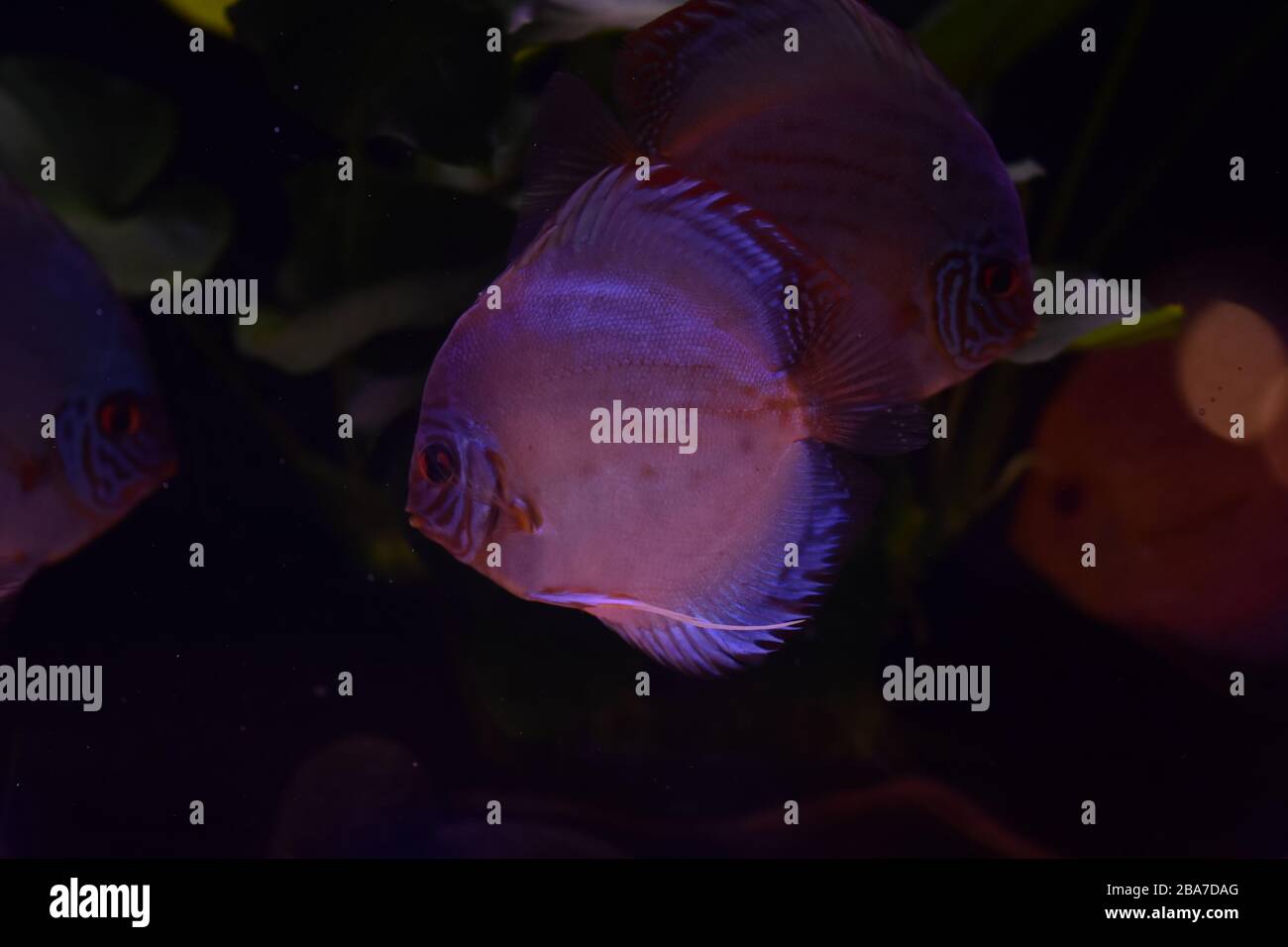 group of discus fish in aquarium, multi-colored tropical fish ...