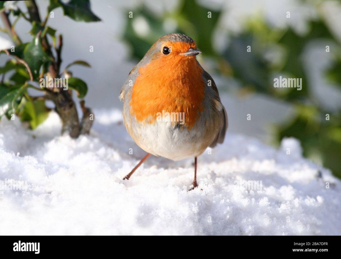 Robin in holly tree hi-res stock photography and images - Alamy