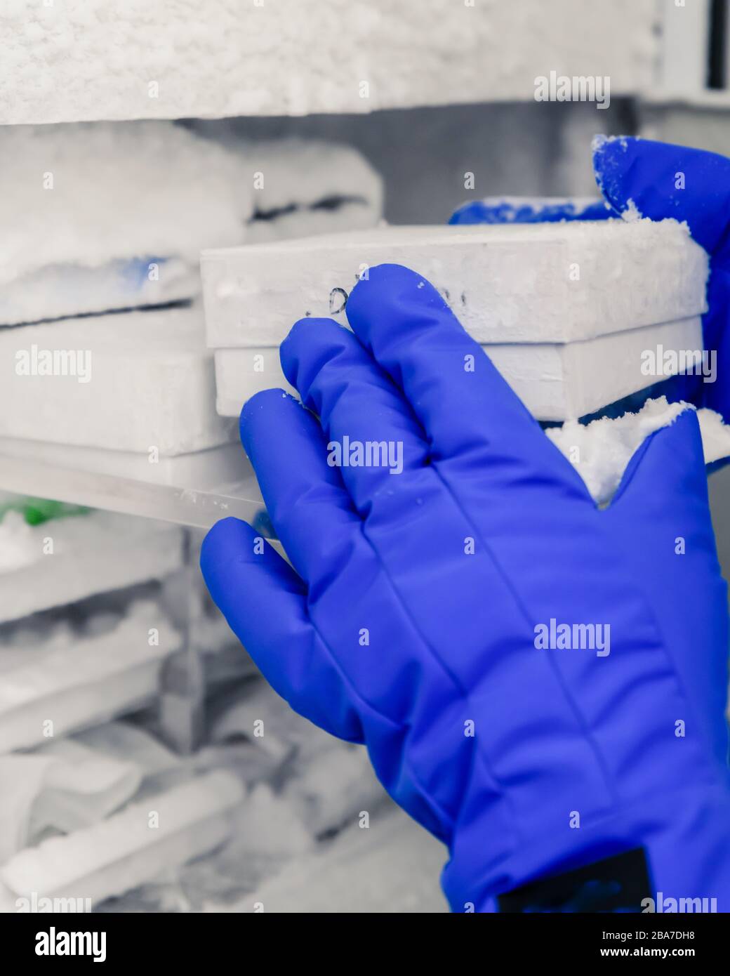 Closeup shot of a laboratory worker incubating corona viral samples ...