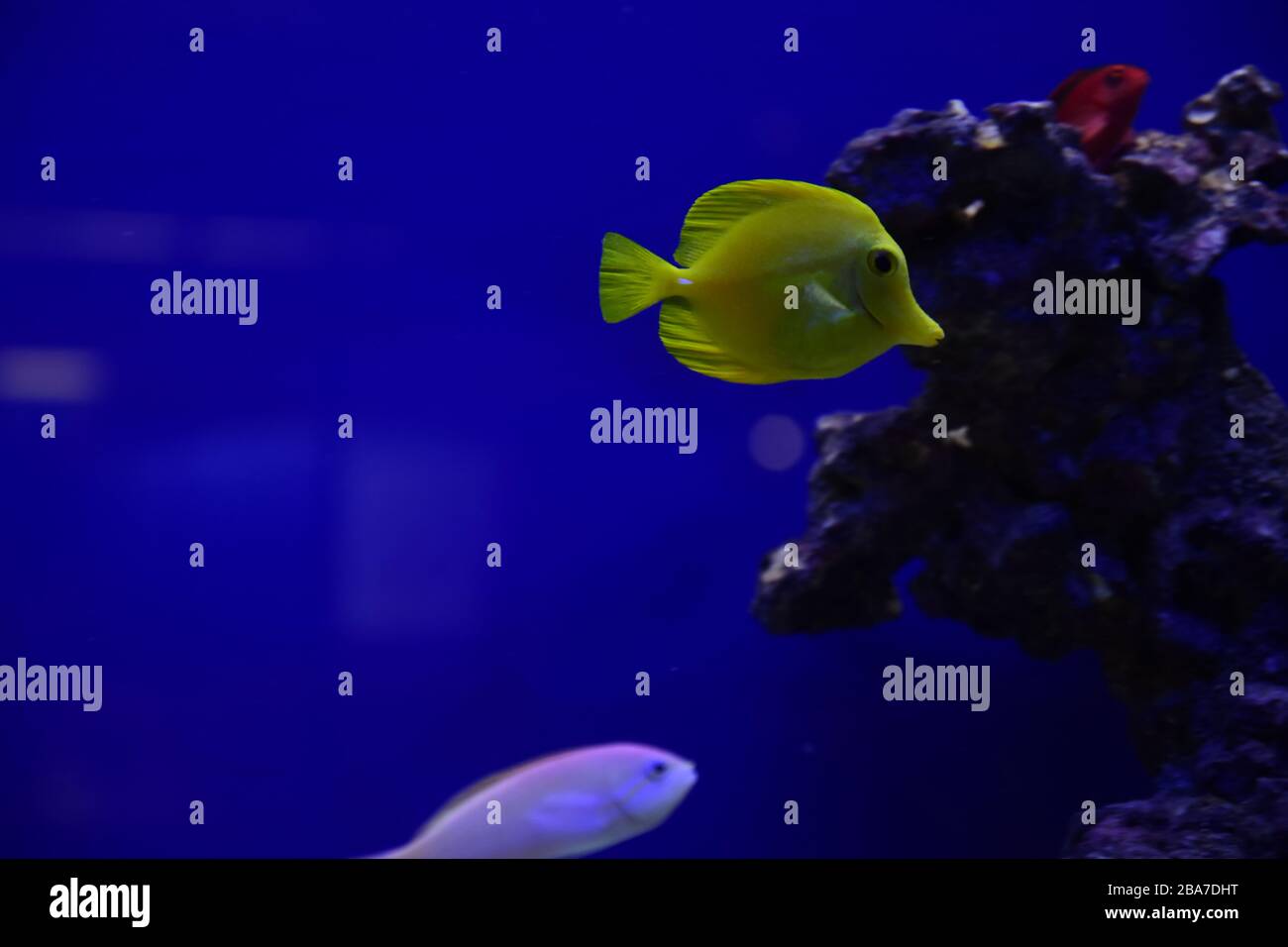 The yellow tang (Zebrasoma flavescens), salt water yellow aquarium fish ...