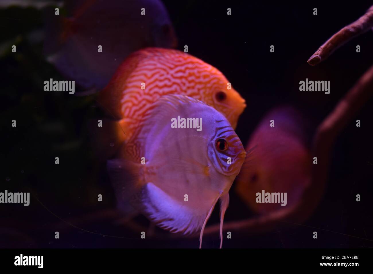 group of discus fish in aquarium, multi-colored tropical fish ...