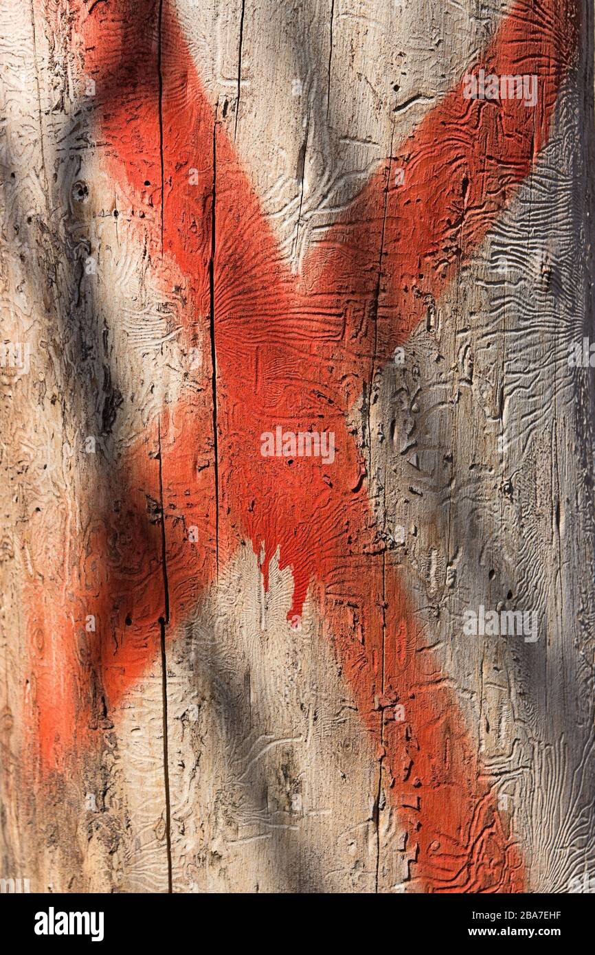 Sick tree hi-res stock photography and images - Alamy