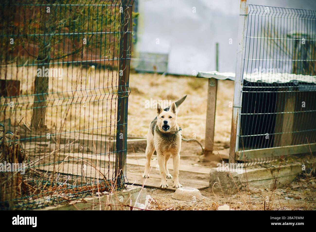 An evil mongrel dog on a leash guards the plot and barks loudly, baring ...