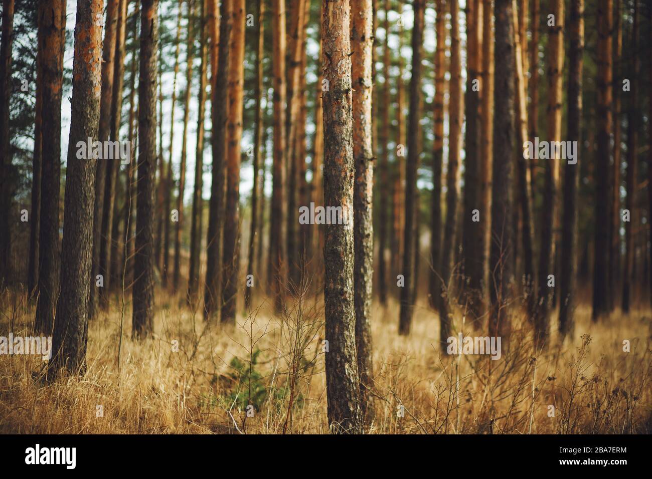 Forest tree nature dense thicket hi-res stock photography and images ...