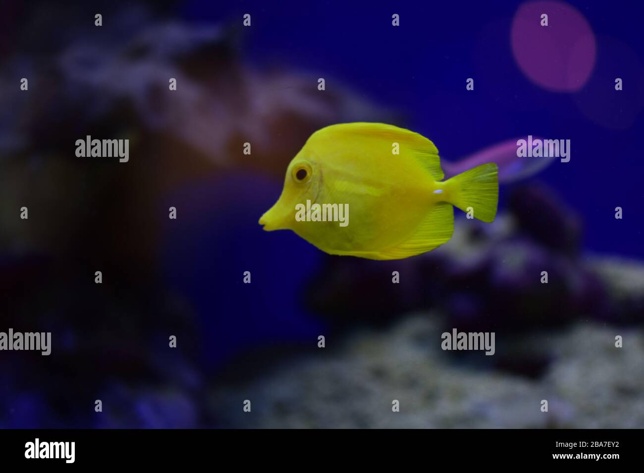 The yellow tang (Zebrasoma flavescens), salt water yellow aquarium fish ...