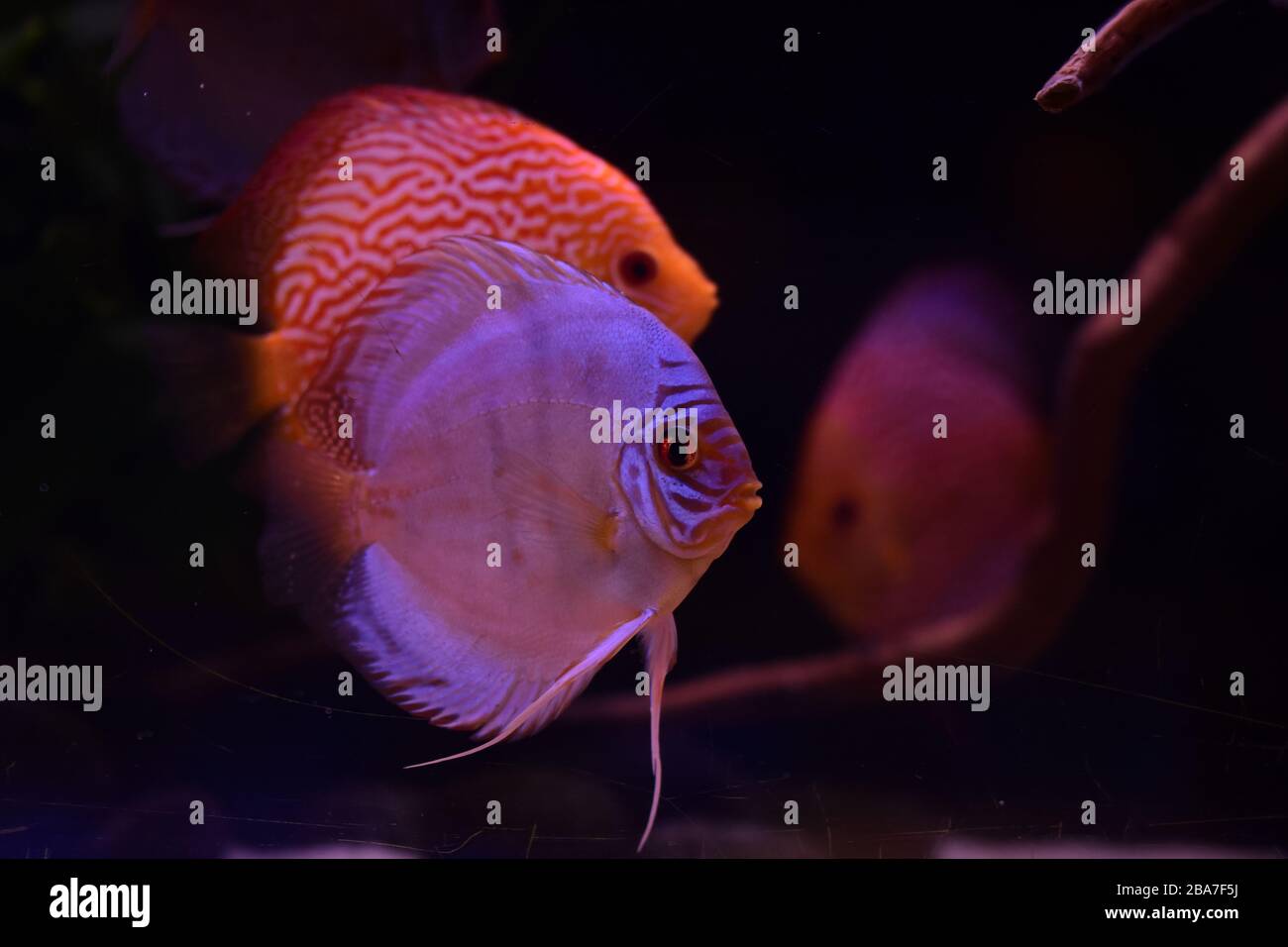 group of discus fish in aquarium, multi-colored tropical fish ...