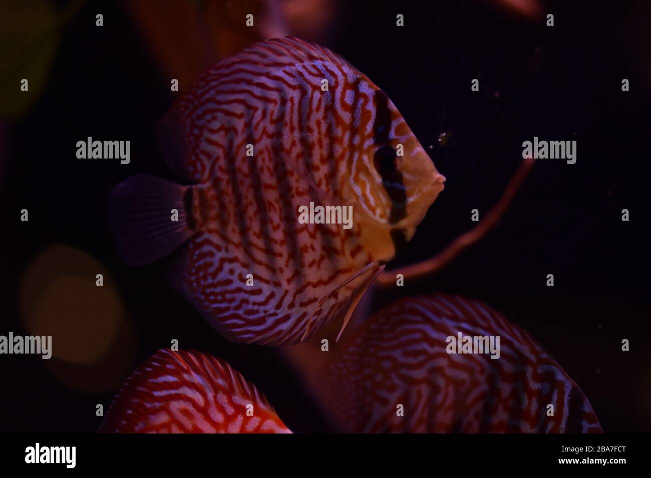 group of discus fish in aquarium, multi-colored tropical fish ...