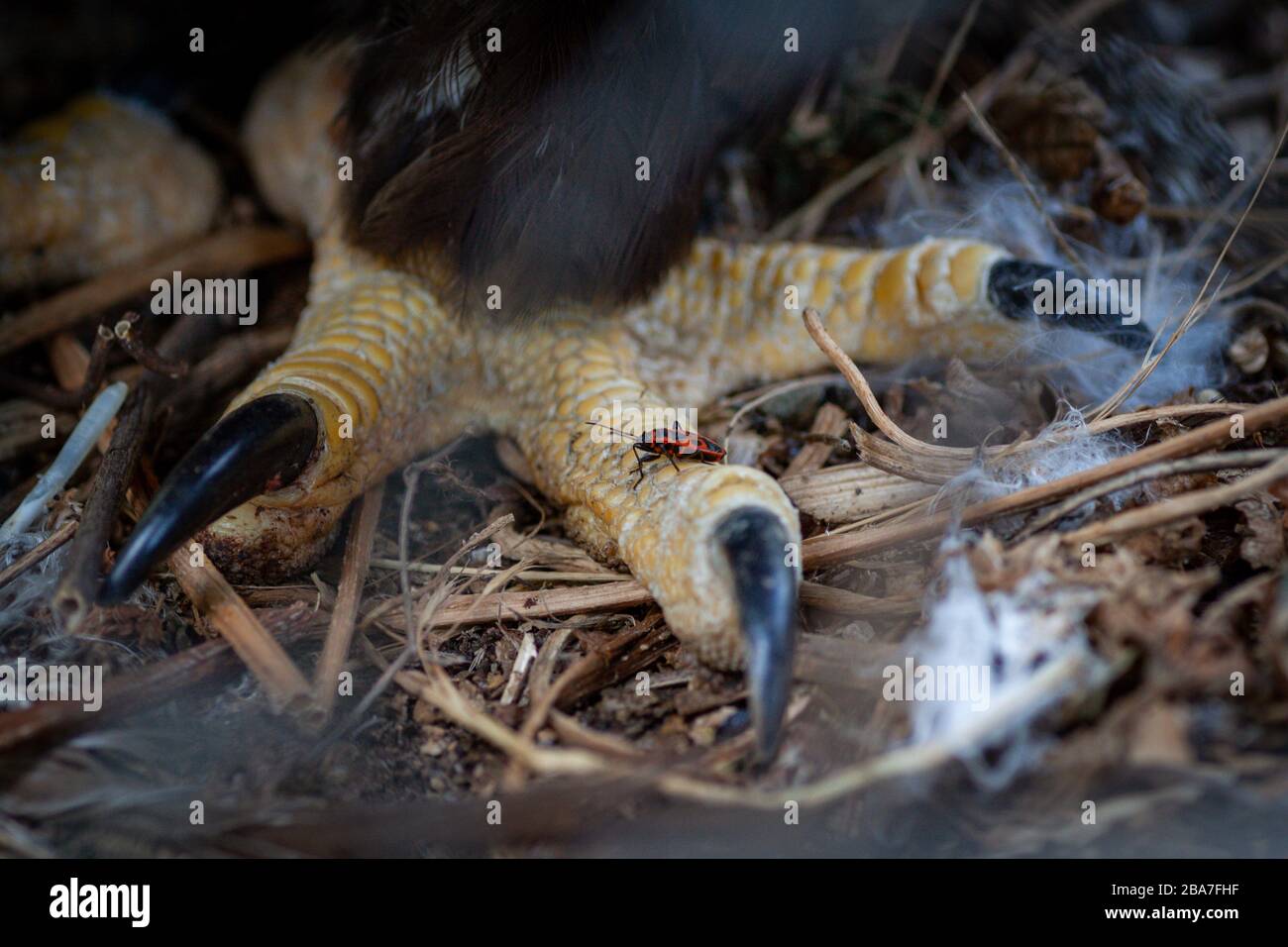 Bald Eagle Claws Close Up High Resolution Stock Photography and Images ...