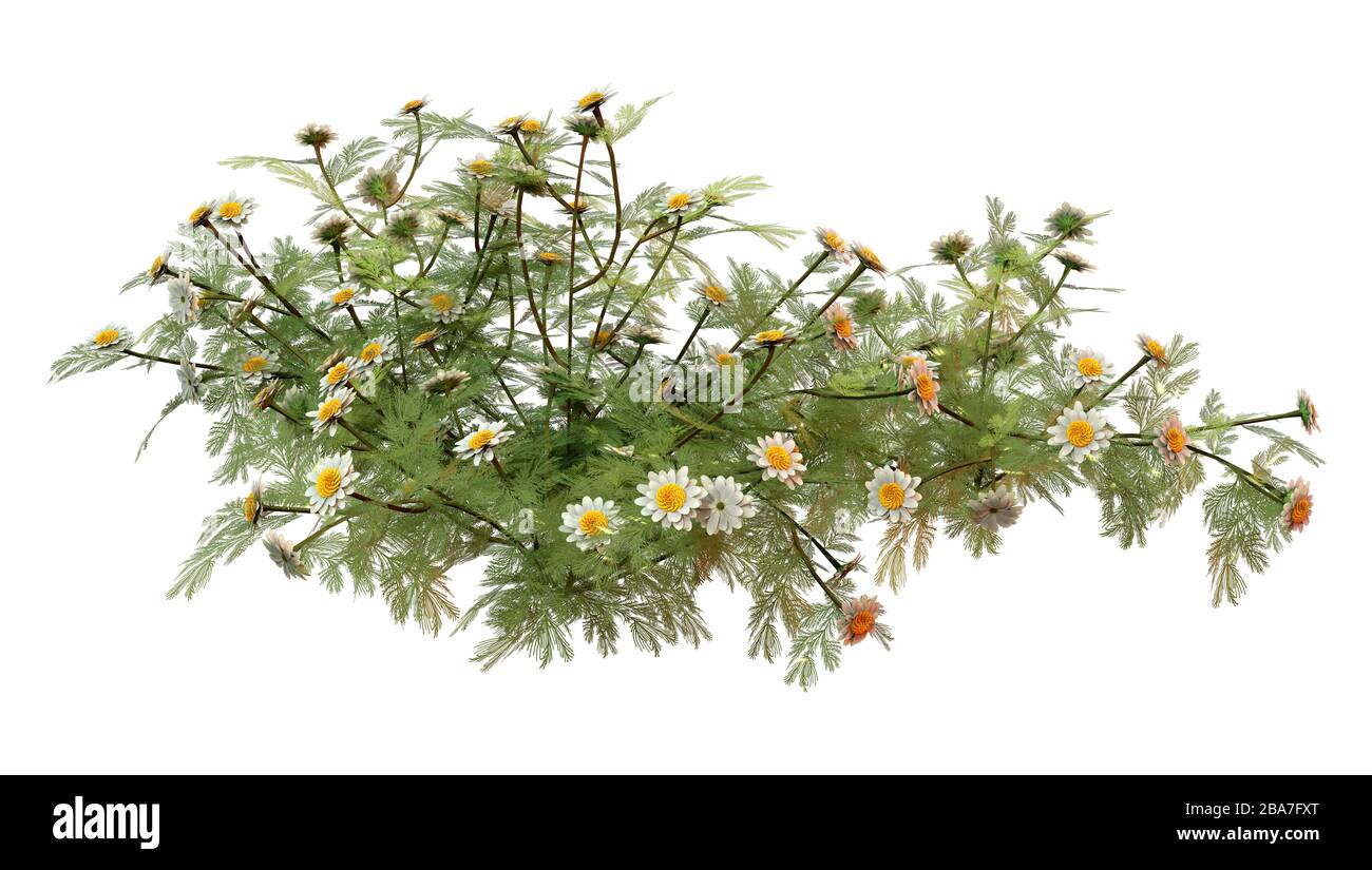 3D rendering of a chamomile plant with flowers isolated on white ...