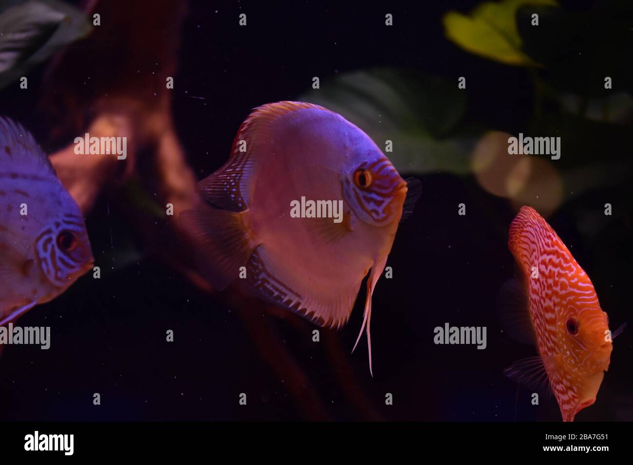 group of discus fish in aquarium, multi-colored tropical fish ...