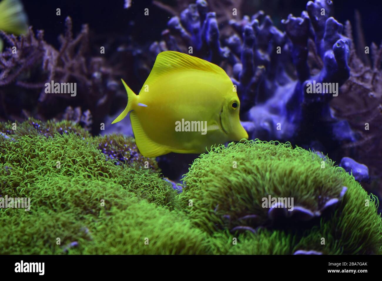 The yellow tang (Zebrasoma flavescens), salt water yellow aquarium fish ...