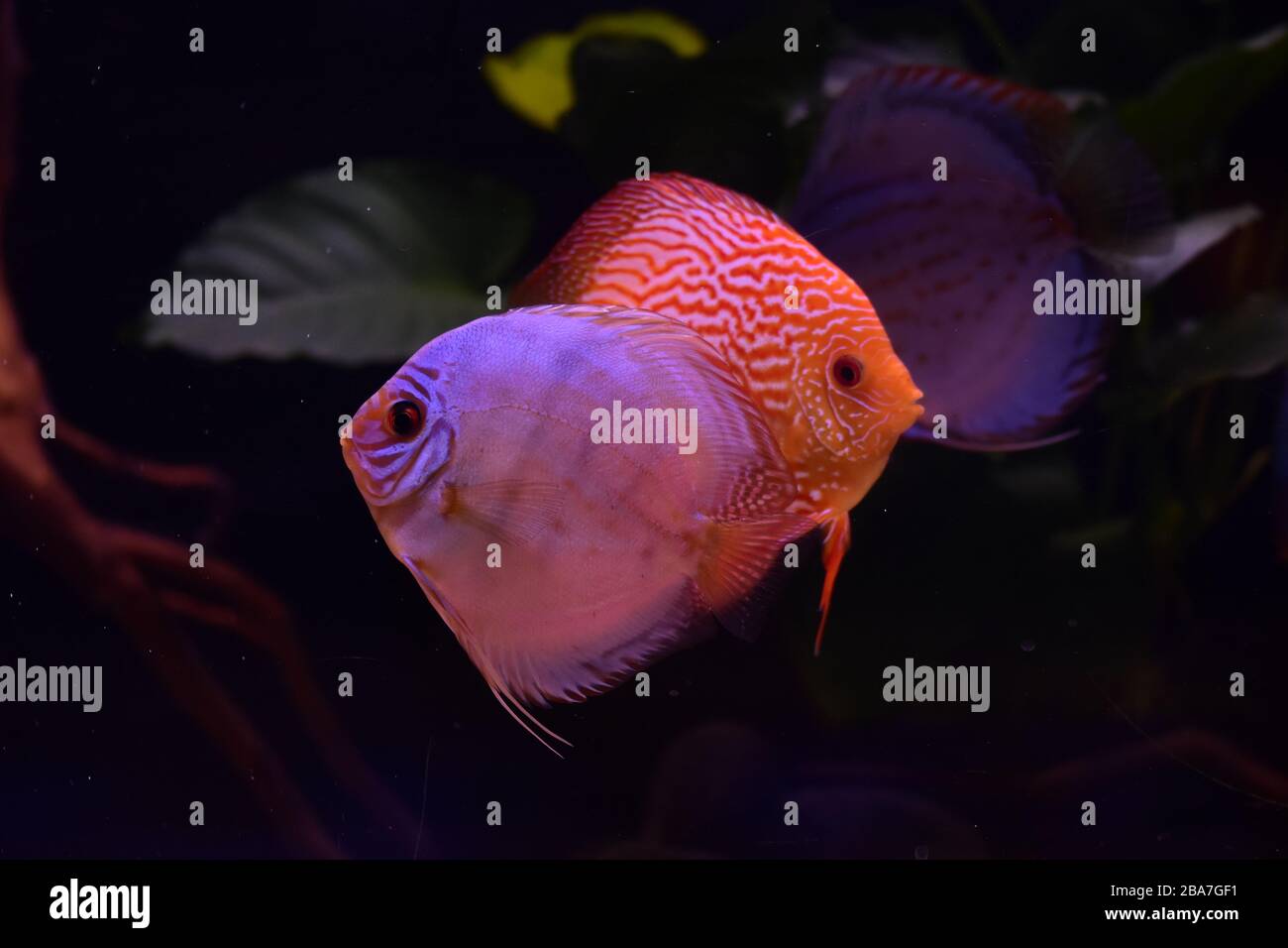 group of discus fish in aquarium, multi-colored tropical fish ...