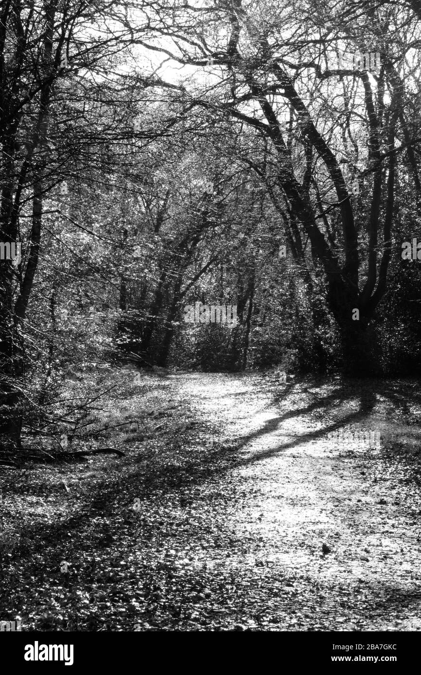 Green Ride path in Epping Forest, Loughton, London, UK Stock Photo - Alamy
