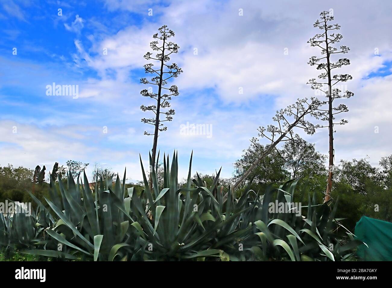 Agave Americana Century Plant in Cyprus Stock Photo - Alamy