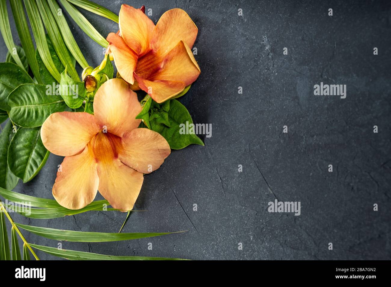 Allamanda flower hi-res stock photography and images - Alamy